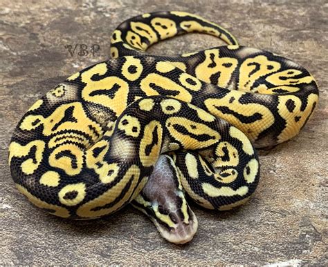 Mordor Ball Python Traits Morphpedia