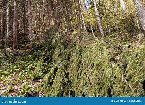 Windblown Trees In The Forest After Strong Storm Stock Image Image Of
