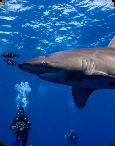Requin Citron Negaprion Brevirostris — Guide Plongée And Voyages Dune