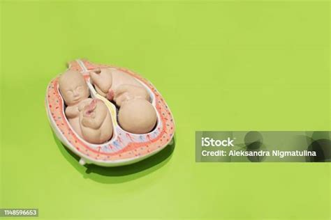 Twins Embryo Model Fetus Human Model Copy Space Multiple Pregnancy
