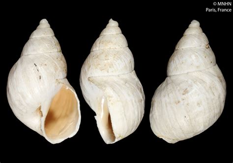 Bostryx Bonneti Ancey 1902 Conquiliologistas Do Brasil