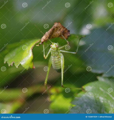 A Litte Grasshopper Eats A Leaf Of A Rose Stock Image Image Of Eats