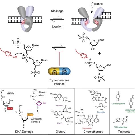 Schematic Of Topoisomerase 2 Domain Structure A Four Main Protein