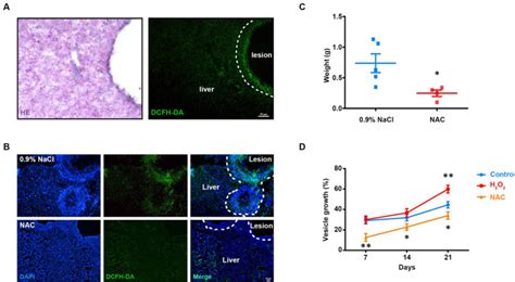 Ros Are Required For The Germinative Cell Proliferation And Metacestode Larval Growth Of