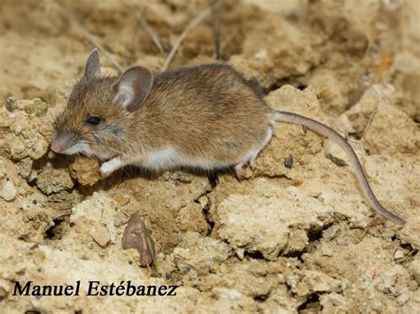 Miradas Cantábricas Ratón De Campo Apodemus Sylvaticus