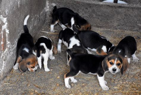 Tomislav Bušić Iz Pleternice Uzgajivač Bigla Najpopularnijeg Engleskog Psa Foto