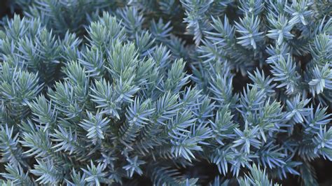 7 Best Disease Resistant Plants To Grow