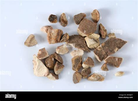 Shrub Peony Root Bark Moutan Radicis Cortex Shrub Peony Shrub Peony