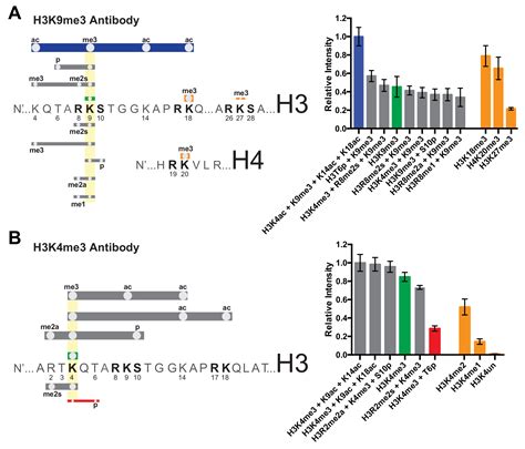 Analysis Of Histone Antibody Specificity With Peptide Microarrays