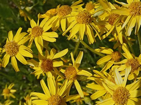 Tansy Ragwort Growing Wild Rbotanicalporn