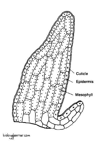 Psilotum Distribution Structure Reproduction
