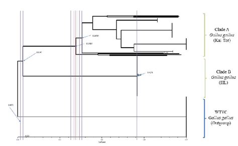 dendrogram showing the clustering of three chicken breeds based on