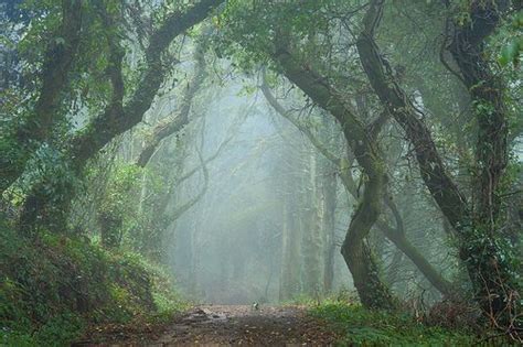 Tendrils Landschaft Natur Wald