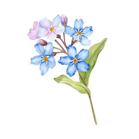 Premium Photo Forget Me Not Flower Branch Watercolor Illustration