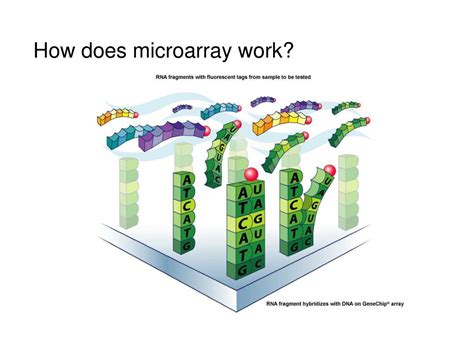 Ppt Introduction To Microarray Data Analysis Bmiibgp 730 Powerpoint