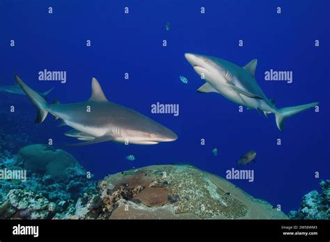 Two Grey Reef Sharks Carcharhinus Amblyrhynchos Swimming And Hunting