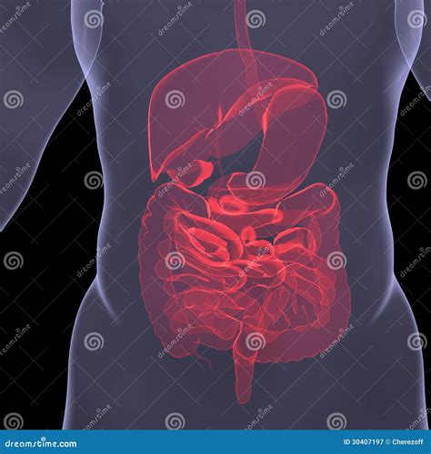X Ray Picture Of A Person Sore Digestion Stock Illustration