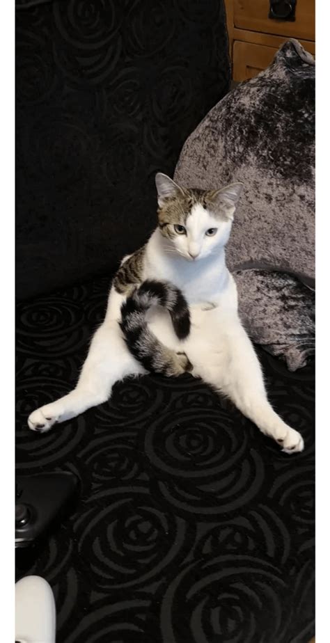 Weener Cat Inflictor Of Blindness Rbossfight