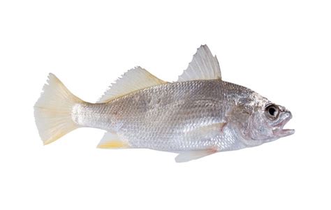 5 Atlantic Croaker Micropogonias Undulatus Royalty Free Images Stock