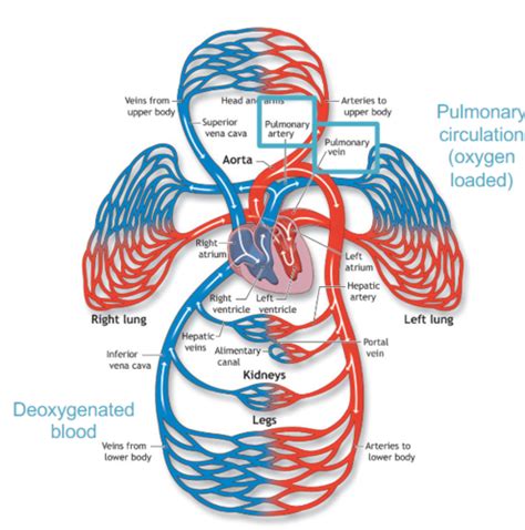 Chapter 12 Pulmonary Physiology 1 Flashcards Quizlet
