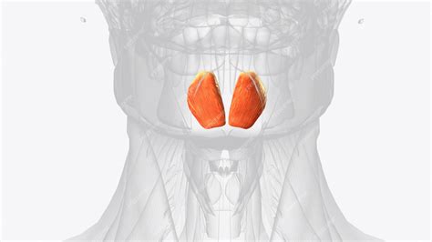 Premium Photo The Mentalis Muscle Is A Paired Central Muscle Of The
