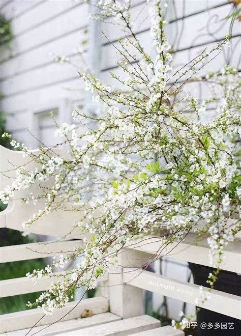 干枝雪柳 见证 枯木逢春”的奇迹 知乎