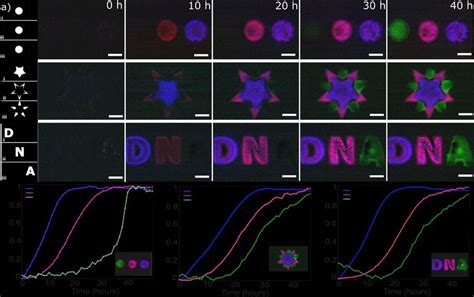 Sequential Activation Of Payloads Within Multi Domain Hydrogels A