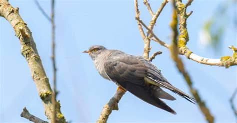 5 Birds That Lay Eggs In Other Birds Nests And Why They Do It A Z