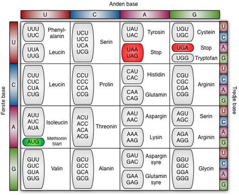 Codons Og Læserammer Biotech Academy