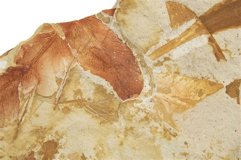 4 8 Fossil Seed Fern Glossopteris Plate Australia 321024 For