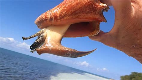 Home Lina Point Overwater Resort In San Pedro Belize