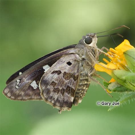 Butterfly Moth