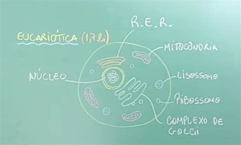 Procariontes De Células Procarióticas E Eucariontes De Células Eucarióticas Flashcards Quizlet