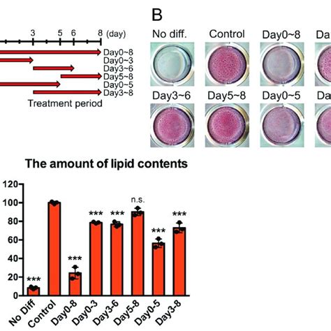 Inhibition Of The Early Stage Of Adipocyte Differentiation Dramatically