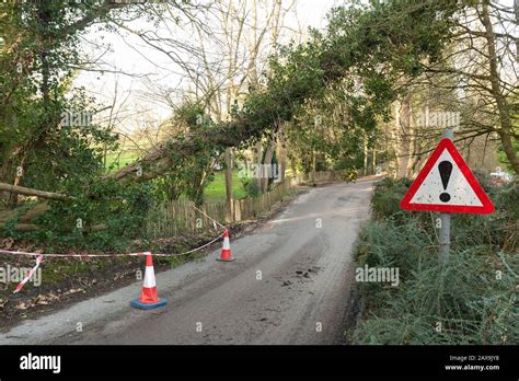 Storm Ciara Damage Fallen Large Mature Ash Tree Hanging Off Overhead Mains Electricity Cables