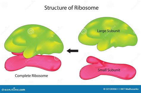 Ribosomal Rna And Transfer Rna Interacting During Peptide Bond Formation Royalty Free Stock
