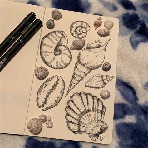Seashells And Shells Drawing