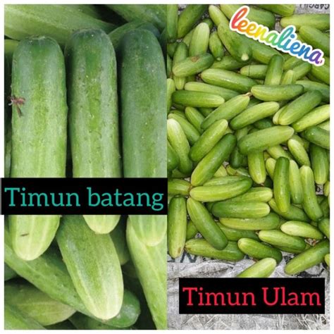 Timun Batang Dan Timun Ulam Kecil Segar 200g Lazada