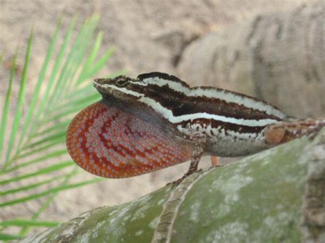 Anolis Tayloris Massive Dewlap Anole Annals