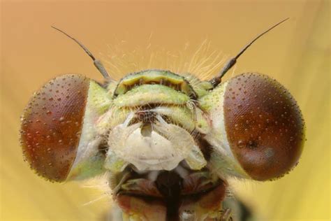 Libellen Kopf Stockbild Bild Von Wildnis Auge Sonderkommando 31539705