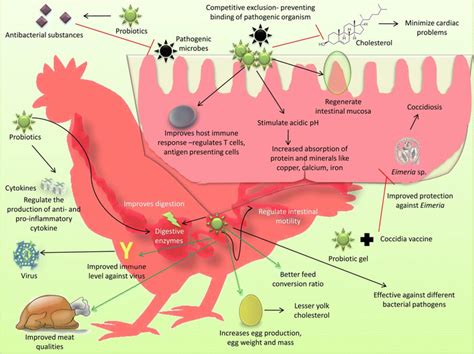 The Use Of Probiotics As Eco Friendly Alternatives For Antibiotics In Poultry Nutrition
