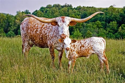 Pin By Lynne Austin On Texas My Texas Longhorn Cattle Longhorn Cow