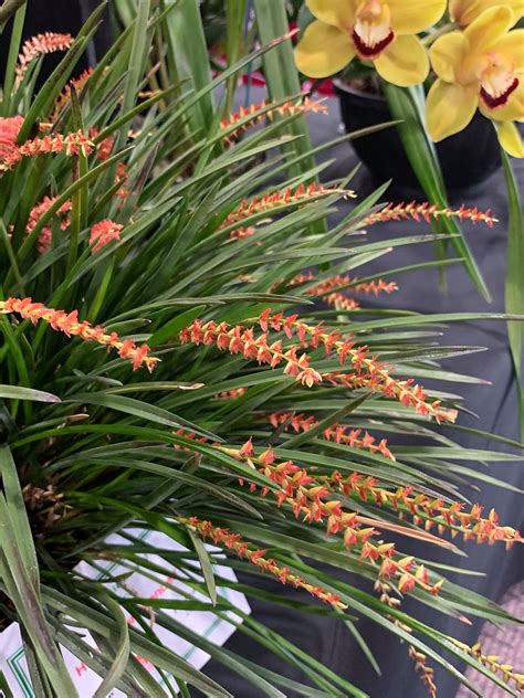 The Mathers Eulophia Pulchra Is A Terrestrial Orchid From Madagascar