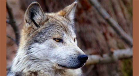 Habitat Del Lobo Mexicano Canis Lupus Baileyi