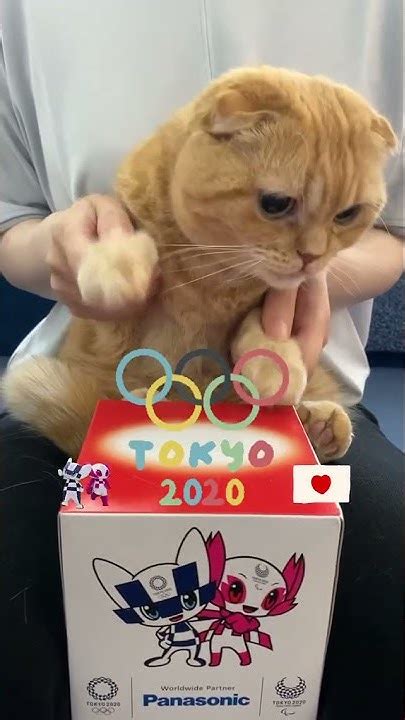 Cute Cat Is Druming Youtube