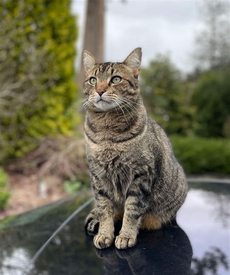 Sic Reporting For Duty Rstandardissuecat