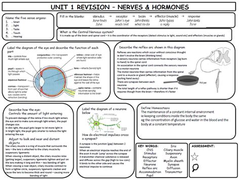 Gcse Biology Completed Nerves And Hormones Revision Mat Knowledge