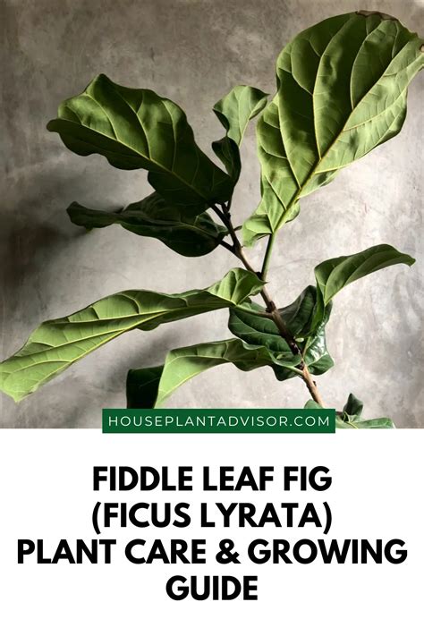 Fiddle Leaf Fig Ficus Lyrata Plant Care And Growing Guide Fiddle Leaf Fig Fiddle Leaf Ficus