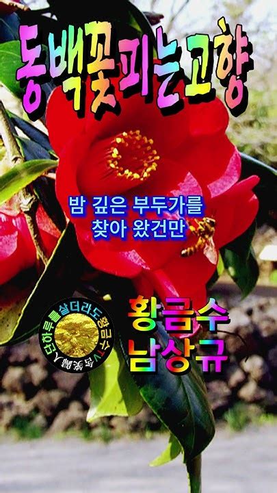 동백꽃 피는 고향 황금수원곡 남상규 Youtube