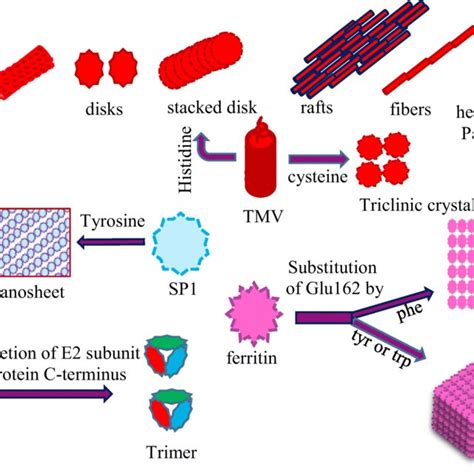 The Effect Of Amino Acids In The Protein Self Assembly Download
